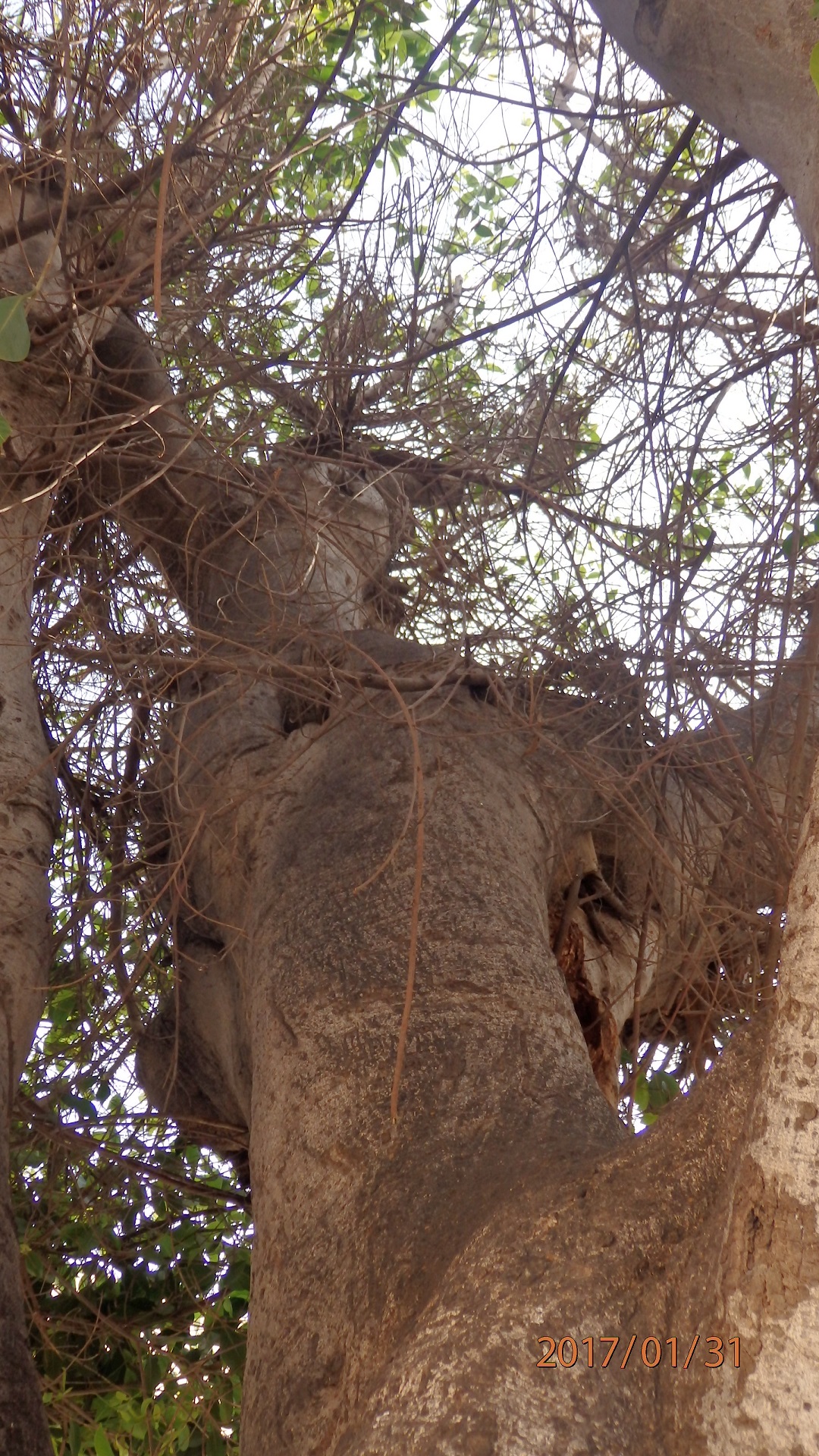 Los troncos secos de los árboles | El Alminar de Melilla