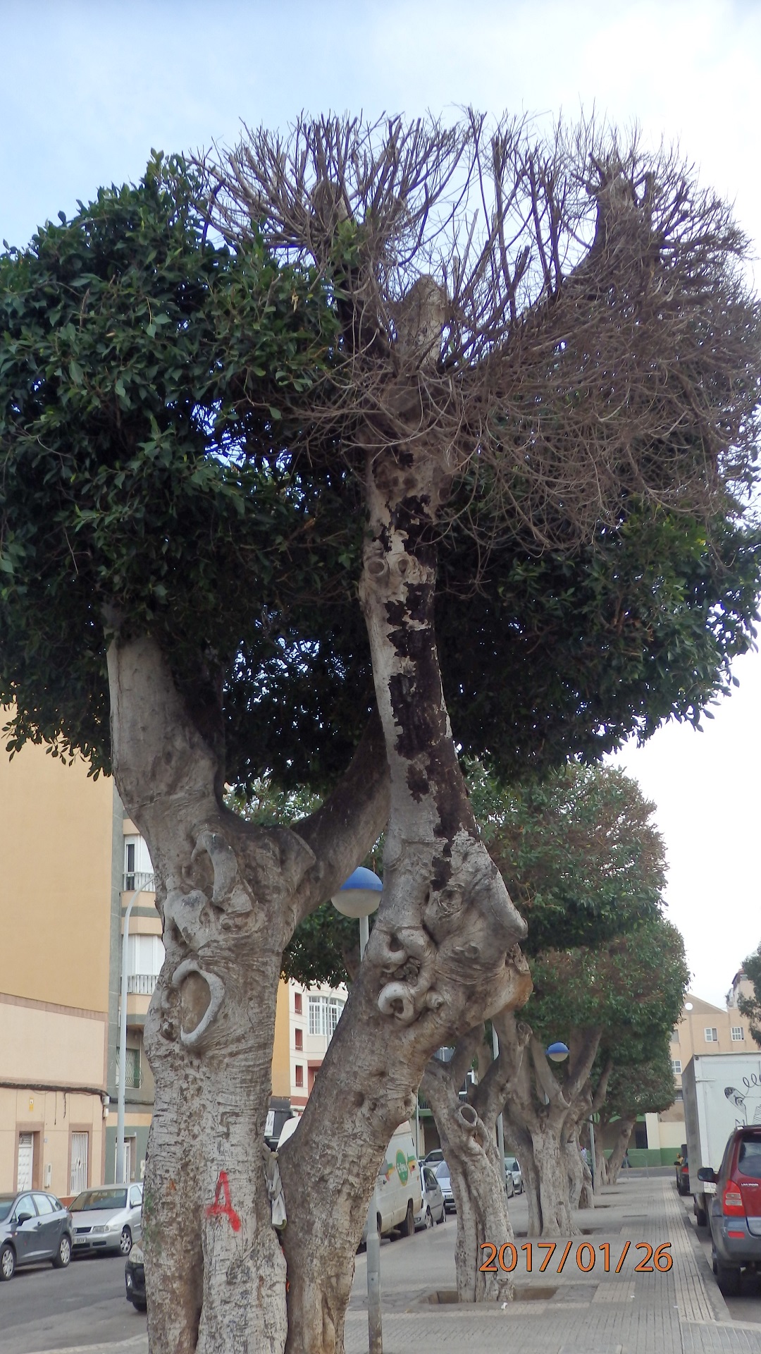 Los troncos secos de los árboles | El Alminar de Melilla